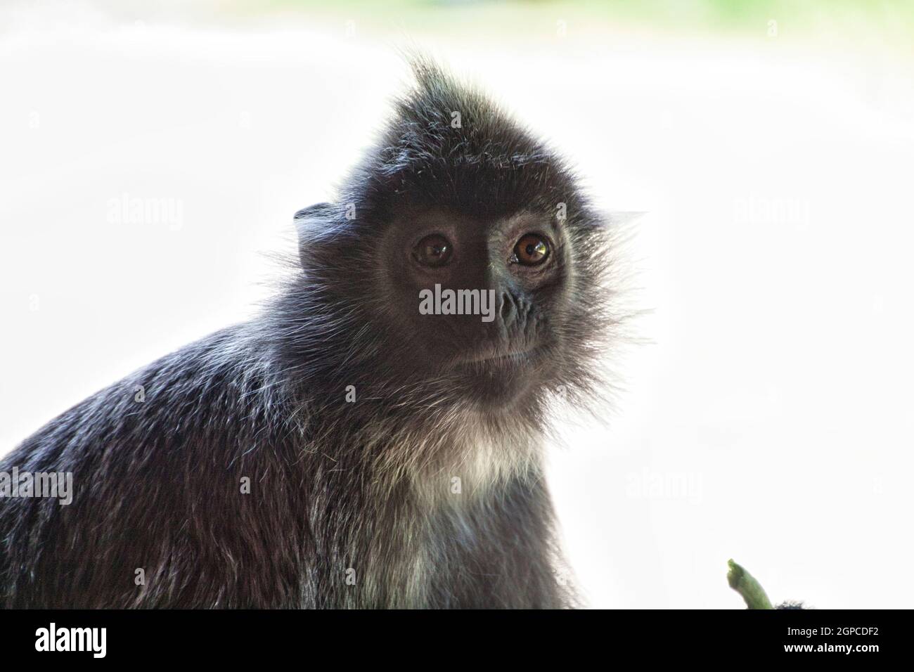 Black and white Surili monkey (Presbytis) - photographed in Borneo near ...