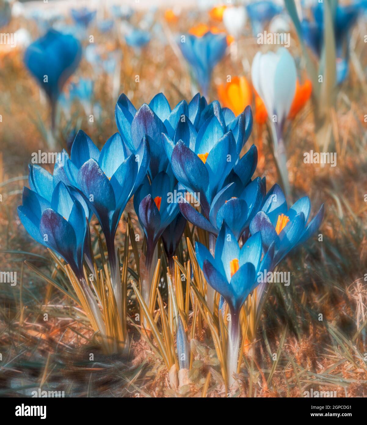 Macro of blue crocus flowers blossoms Stock Photo - Alamy