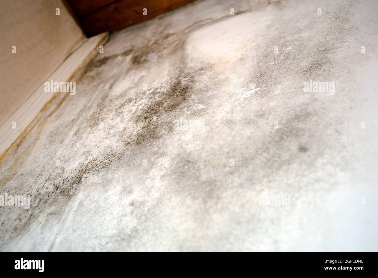Black mold in the corner, old ceiling of building, water damage causing ...