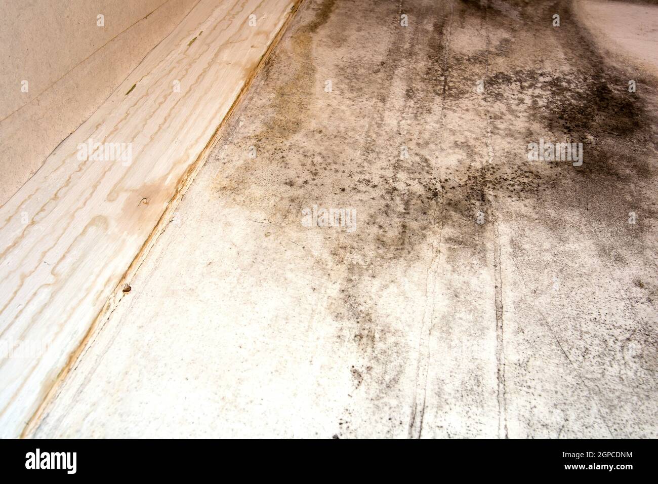 Black mold in the corner, old ceiling of building, water damage causing ...