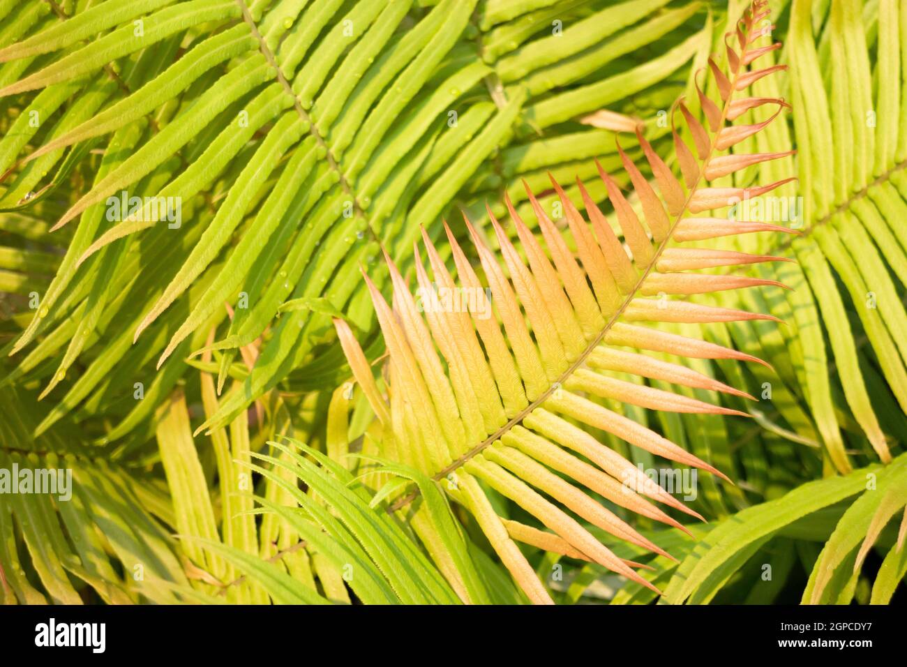 Varieties tropical rainforest foliage plants, stock photo Stock Photo ...
