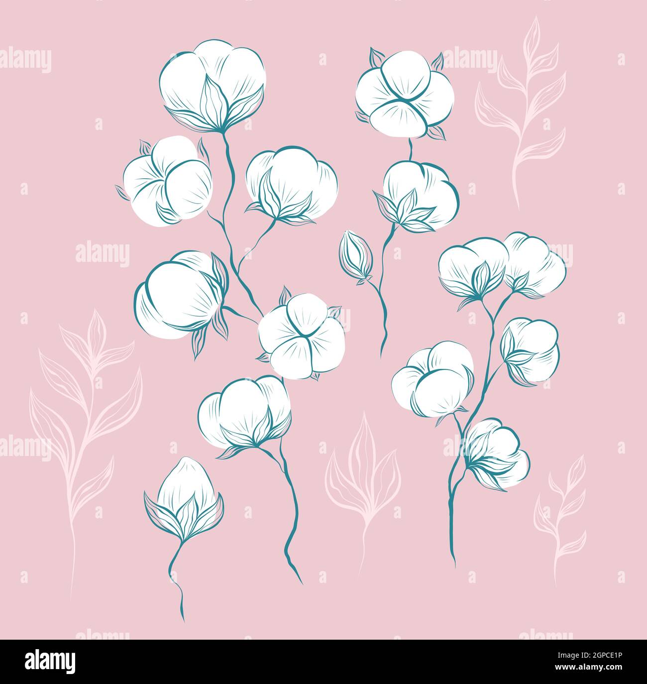 Delicate natural set of sketches of cotton plant and stems with foliage ...