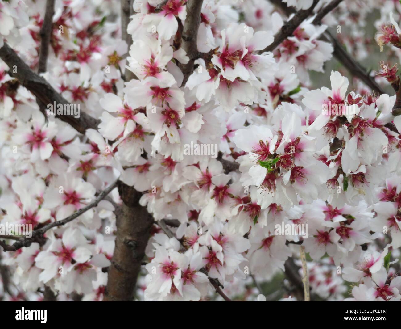 beautiful flowers of natural colors spring pollen aroma Stock Photo - Alamy