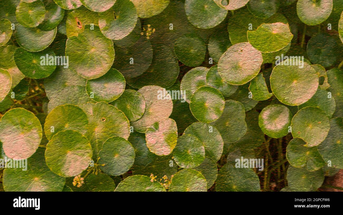 The oil painting style Copper grass growing in spring Stock Photo - Alamy
