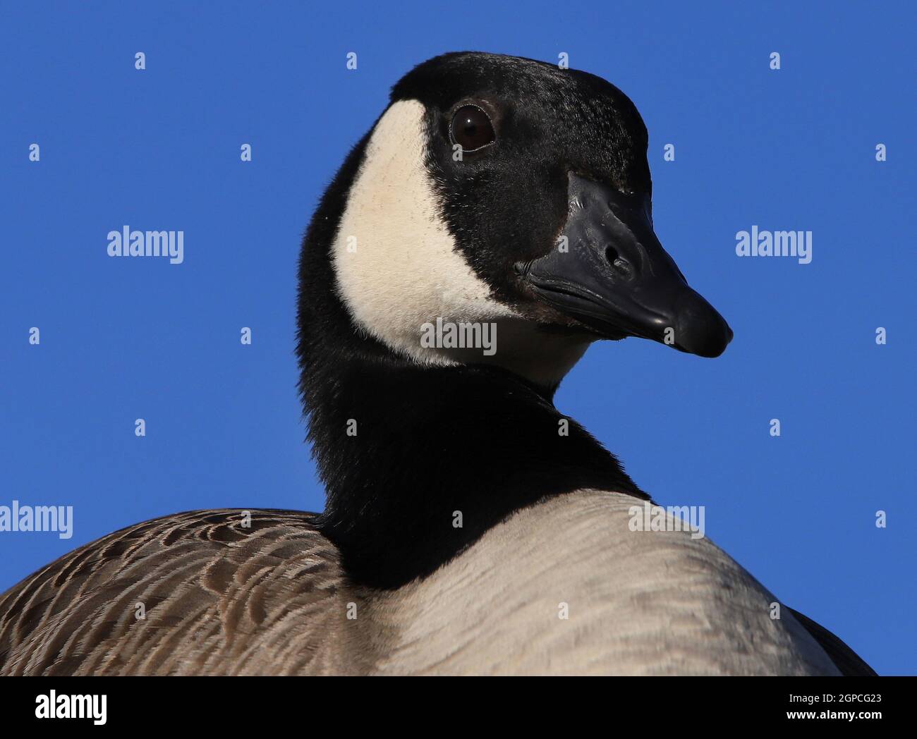 Gansearten hi-res stock photography and images - Alamy