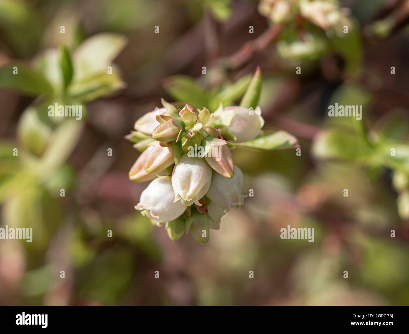 Closeup of new spring flowers and buds on a blueberry bush in a garden ...