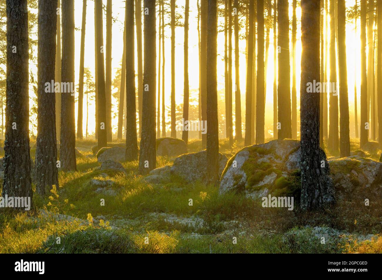 Golden forest, Sweden Stock Photo - Alamy