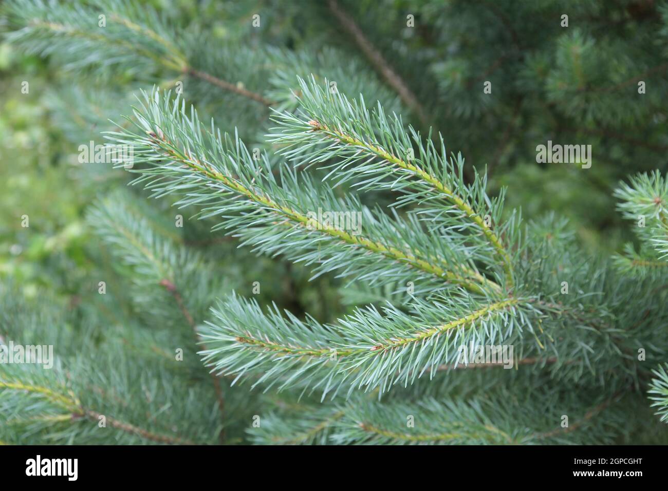A branch of an evergreen spruce tree in the forest Stock Photo - Alamy