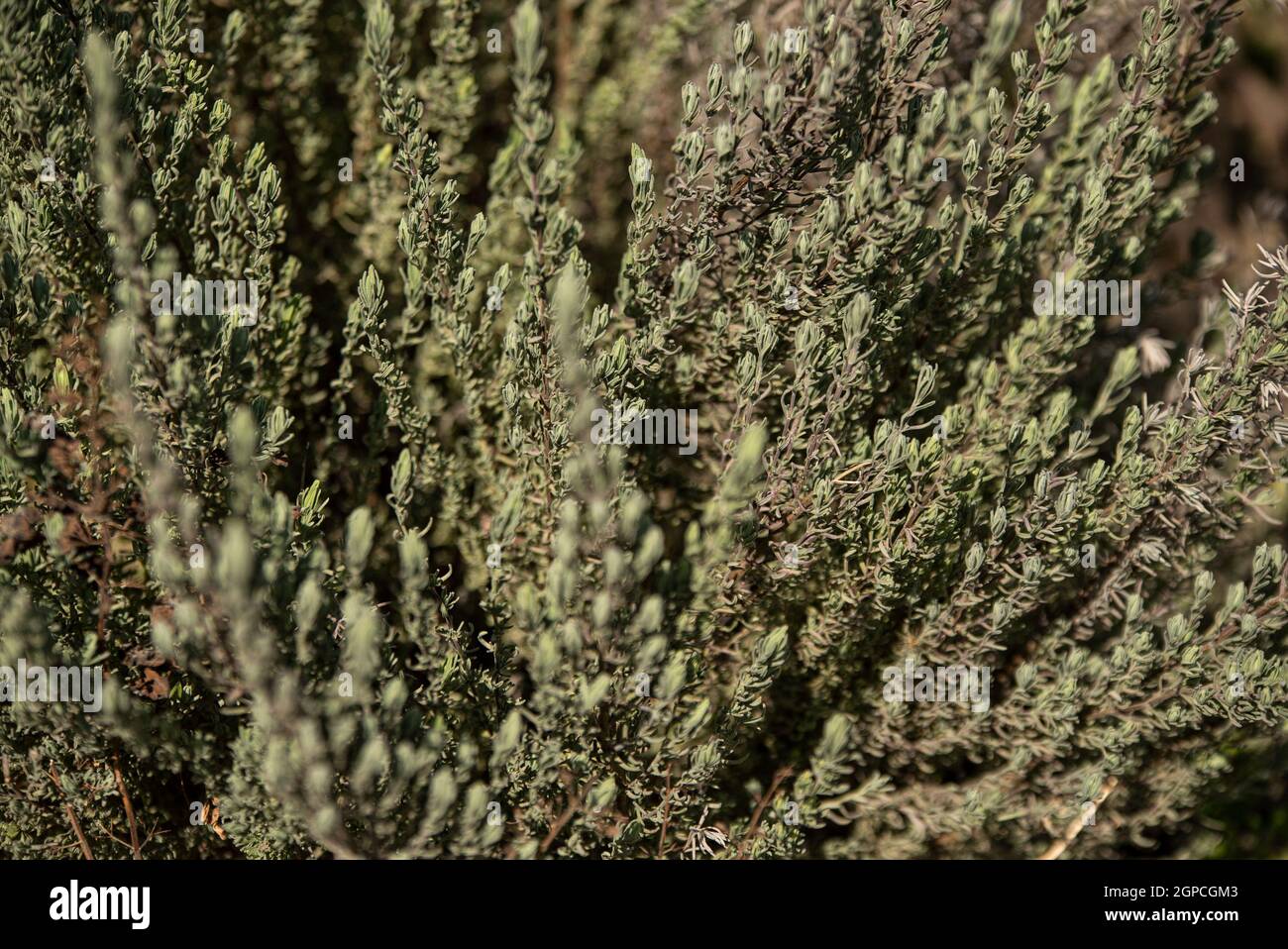 Detail of Lavender plant texture in nature Stock Photo - Alamy