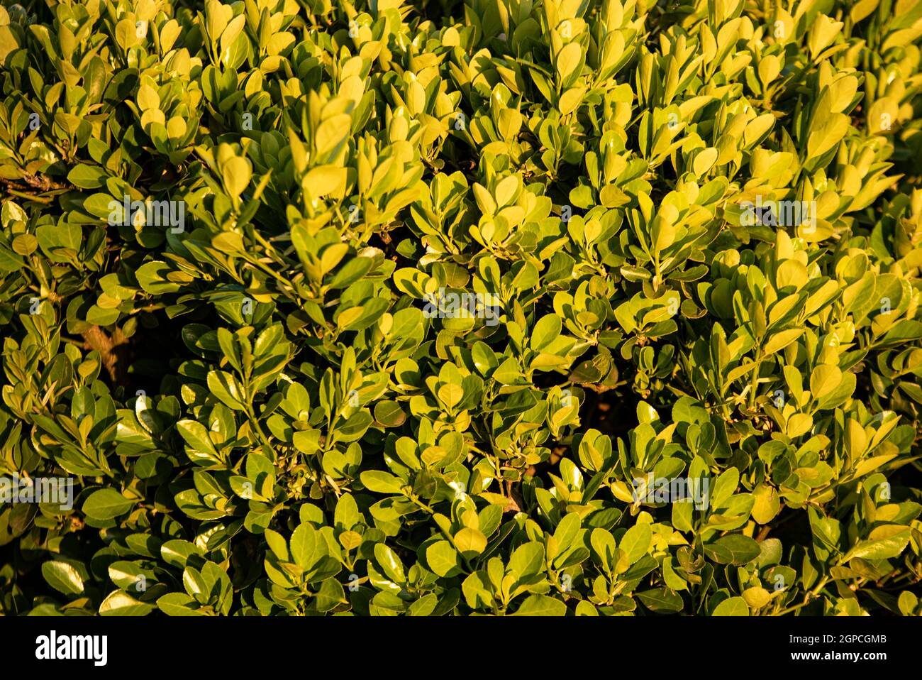 Hedge leaves texture detail in nature in spring Stock Photo - Alamy