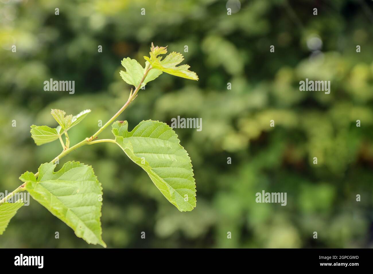 Mulberry tree branch with leaves on a vegetable background Stock Photo ...