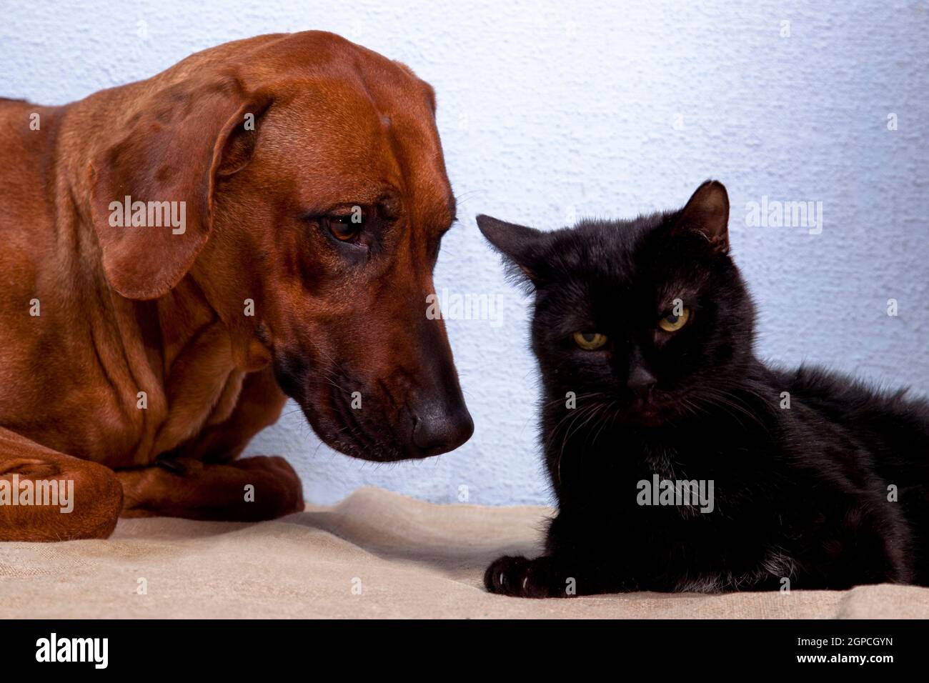 A red-haired large Dog of the Rhodesian Ridgeback breed in a scarf and ...