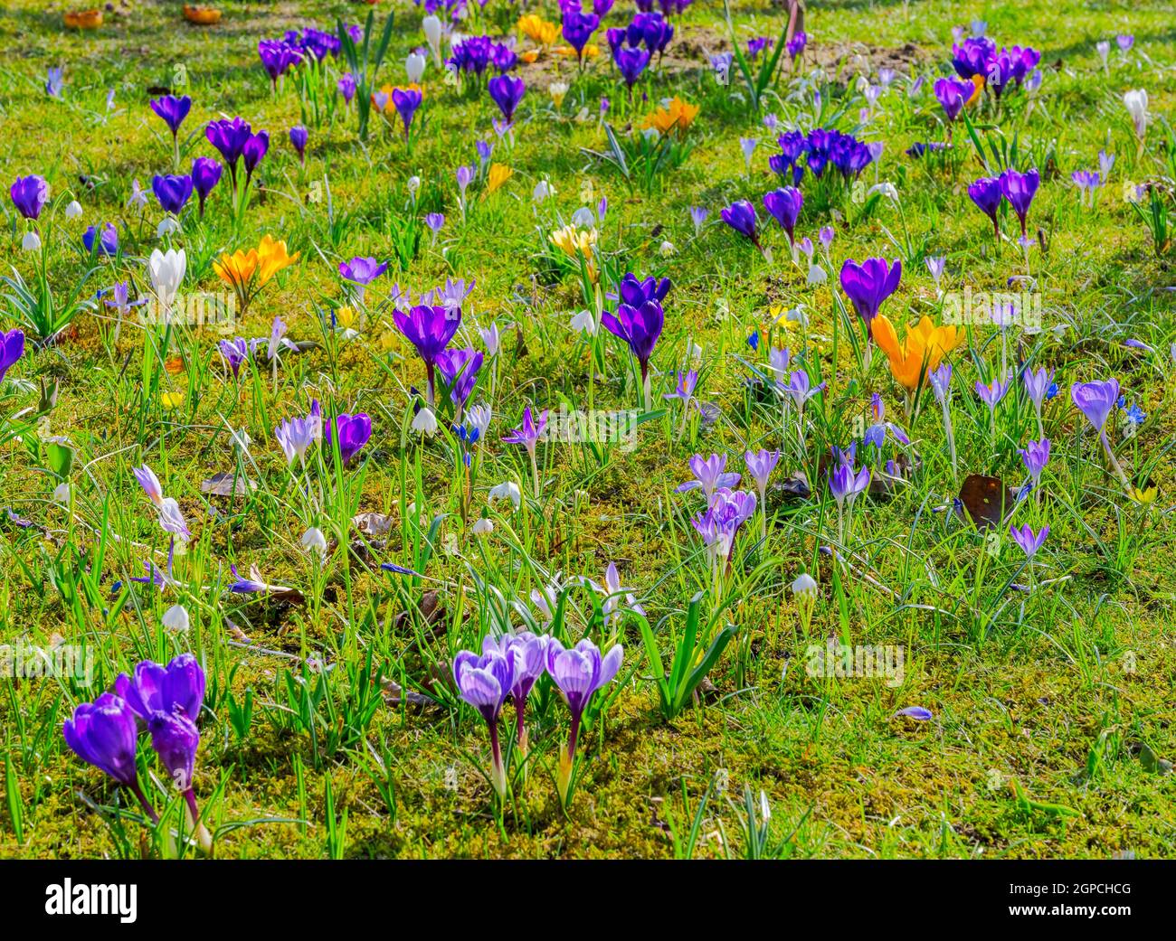 Flourishing spring meadow with various crocus flowers Stock Photo - Alamy