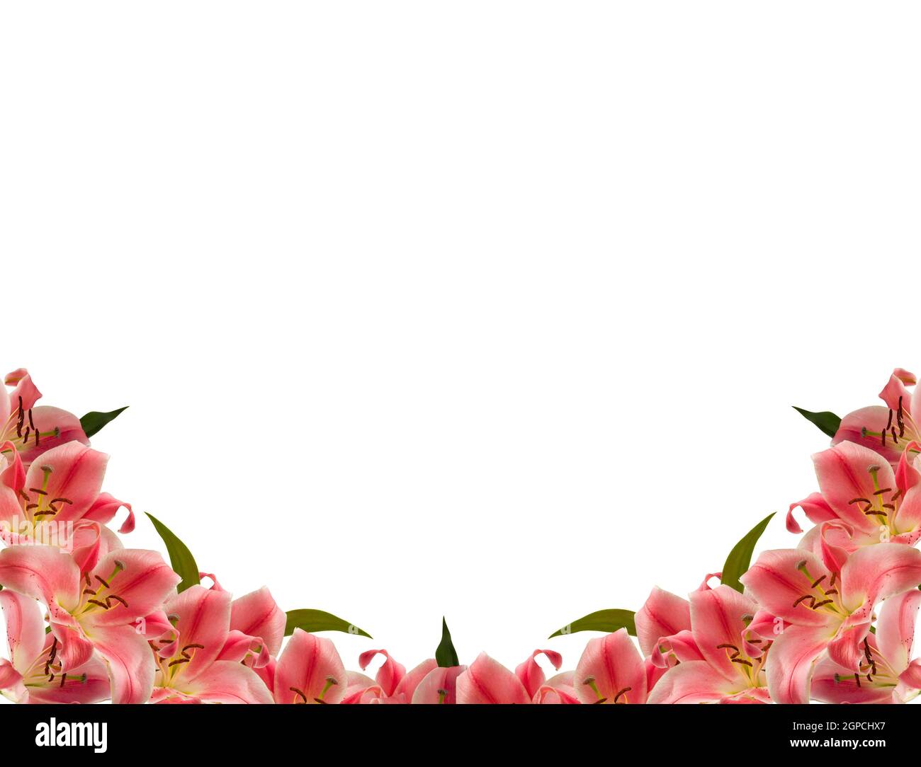Floral frame of lily flower over white Stock Photo - Alamy