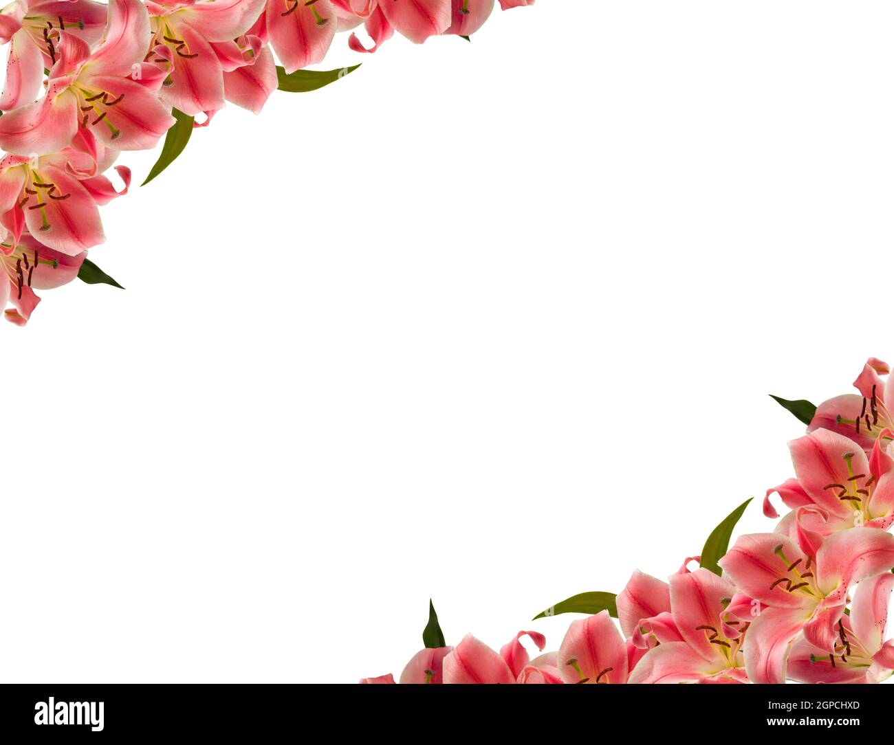 Floral frame of lily flower over white Stock Photo - Alamy