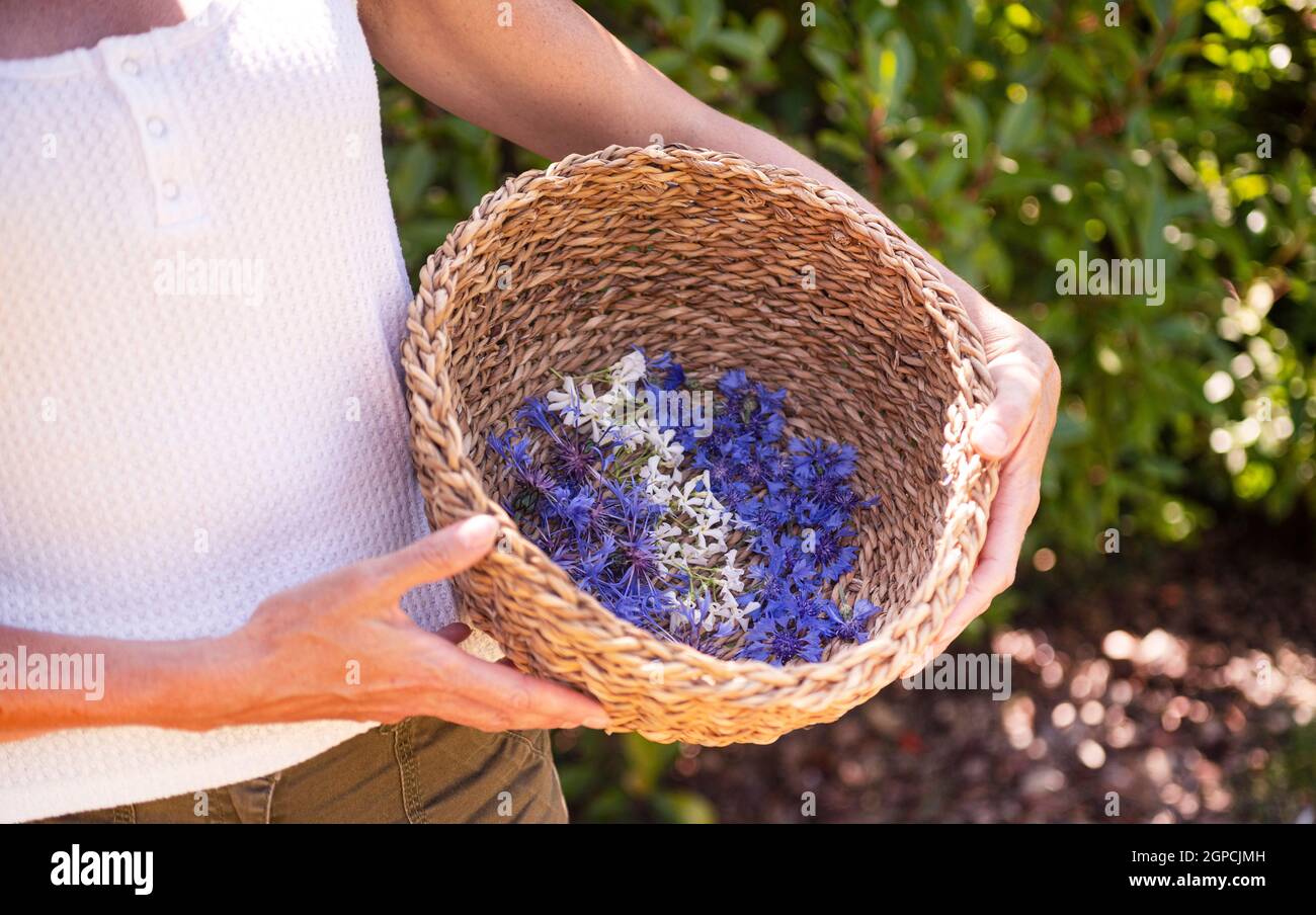 wild flower in basket for naturopathy and botany Stock Photo - Alamy