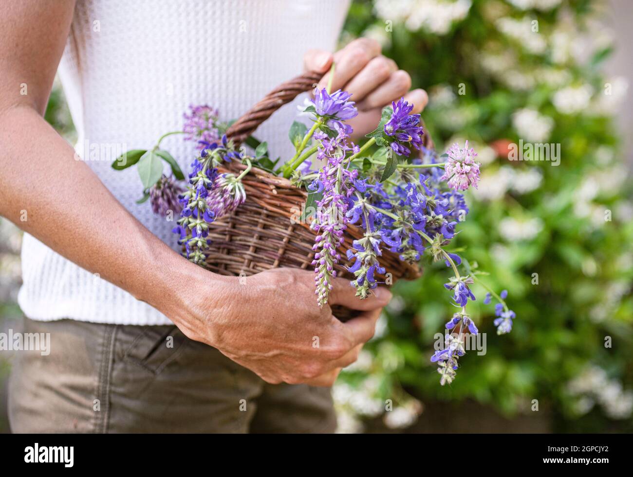 wild flower in basket for naturopathy and botany Stock Photo - Alamy
