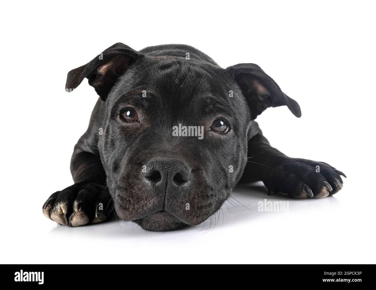 puppy staffordshire bull terrier in front of white background Stock ...