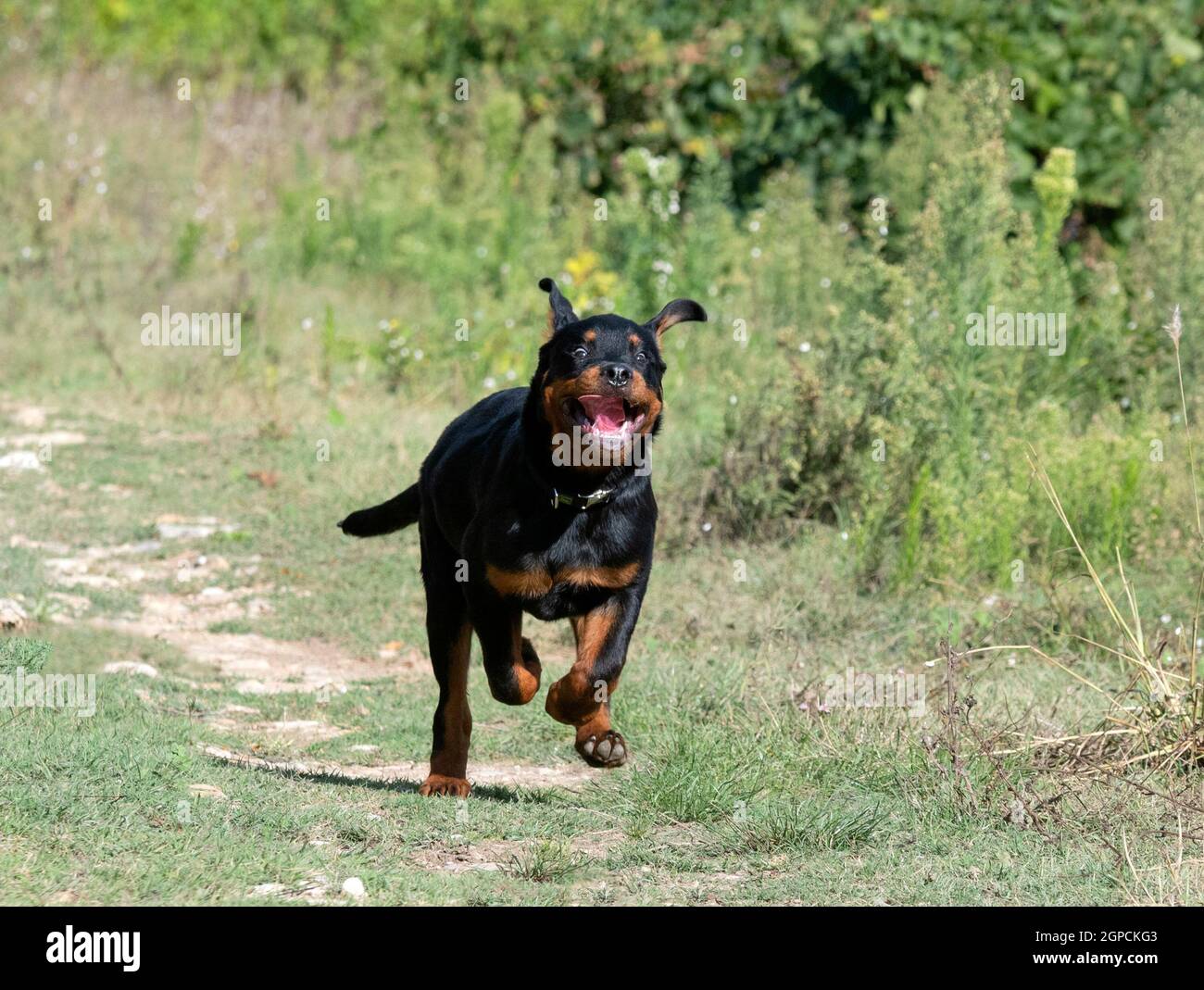 puppy rottweiler running in the nature in summer Stock Photo - Alamy