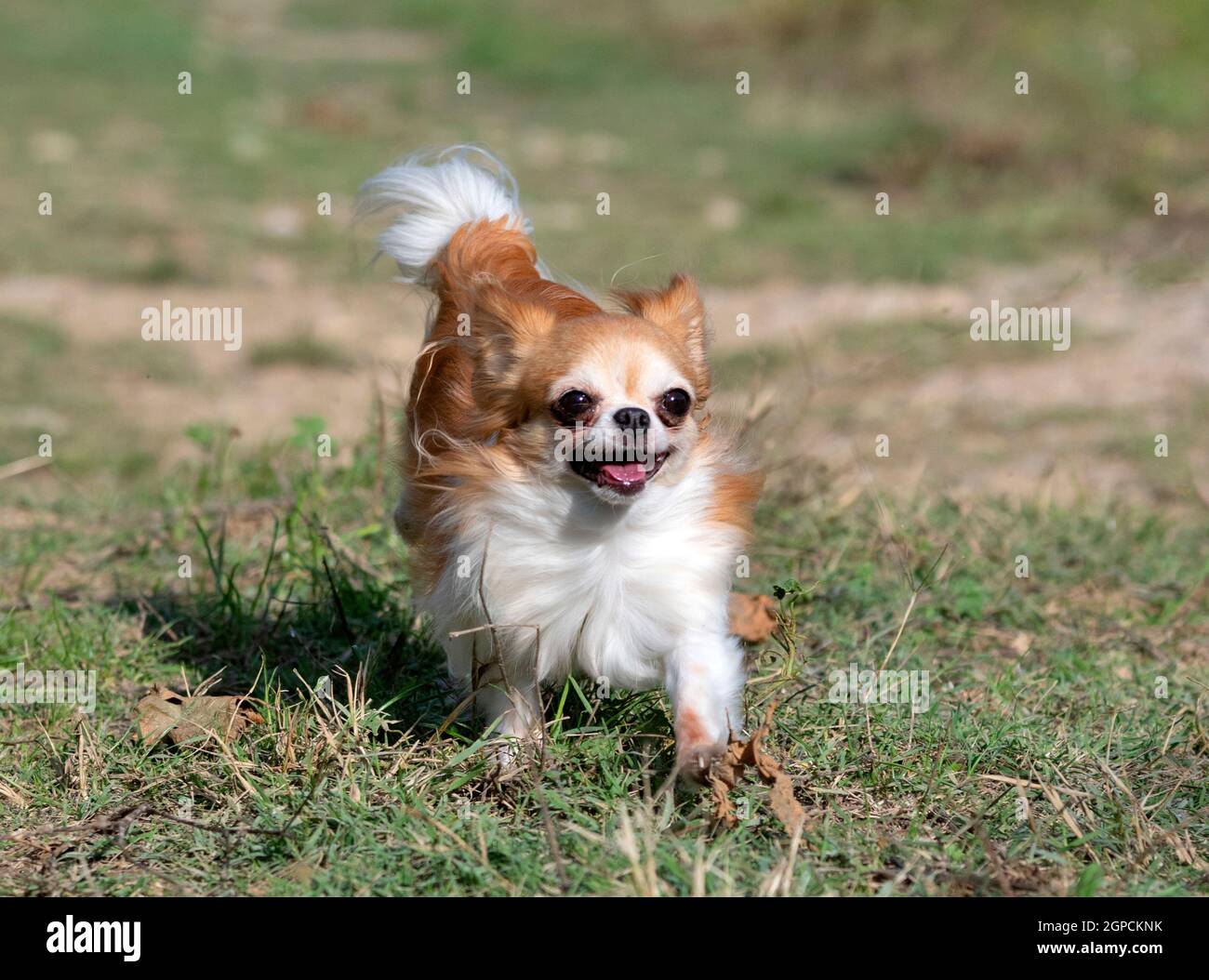 Chihuahua running hi-res stock photography and images - Alamy