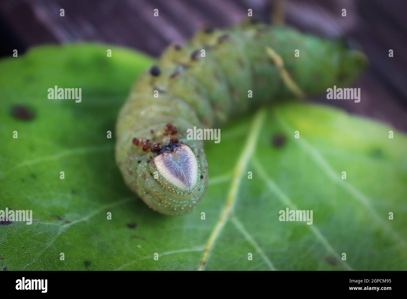The head on an overturned poplar hawk-moth Stock Photo - Alamy