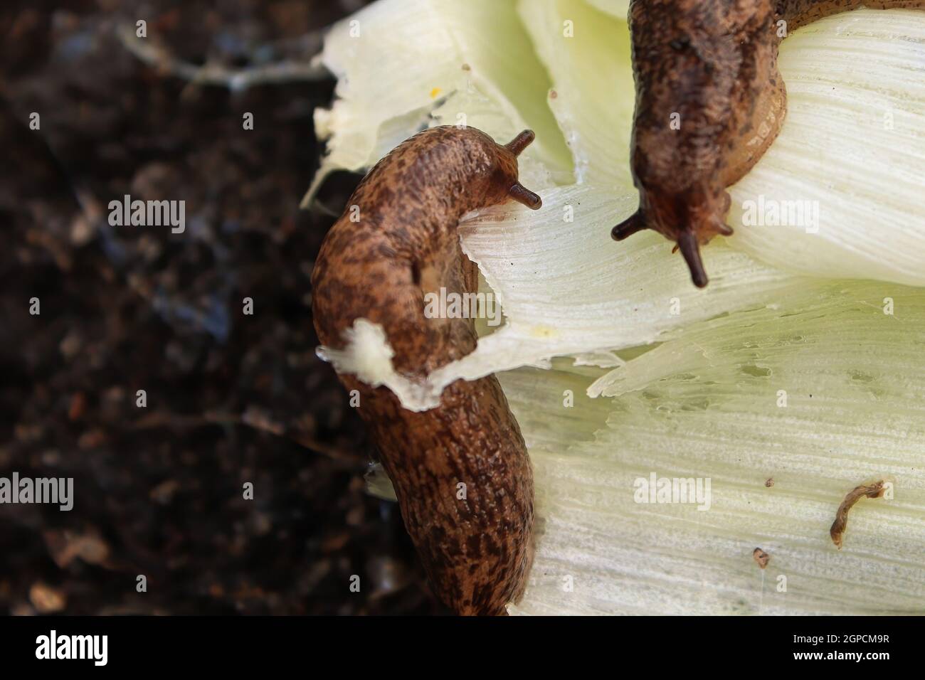 Slug eating crop garden hi-res stock photography and images - Alamy