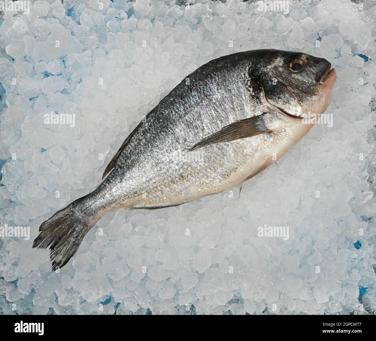 Close up one fresh raw Dorada sea bream fish on background of crushed ...