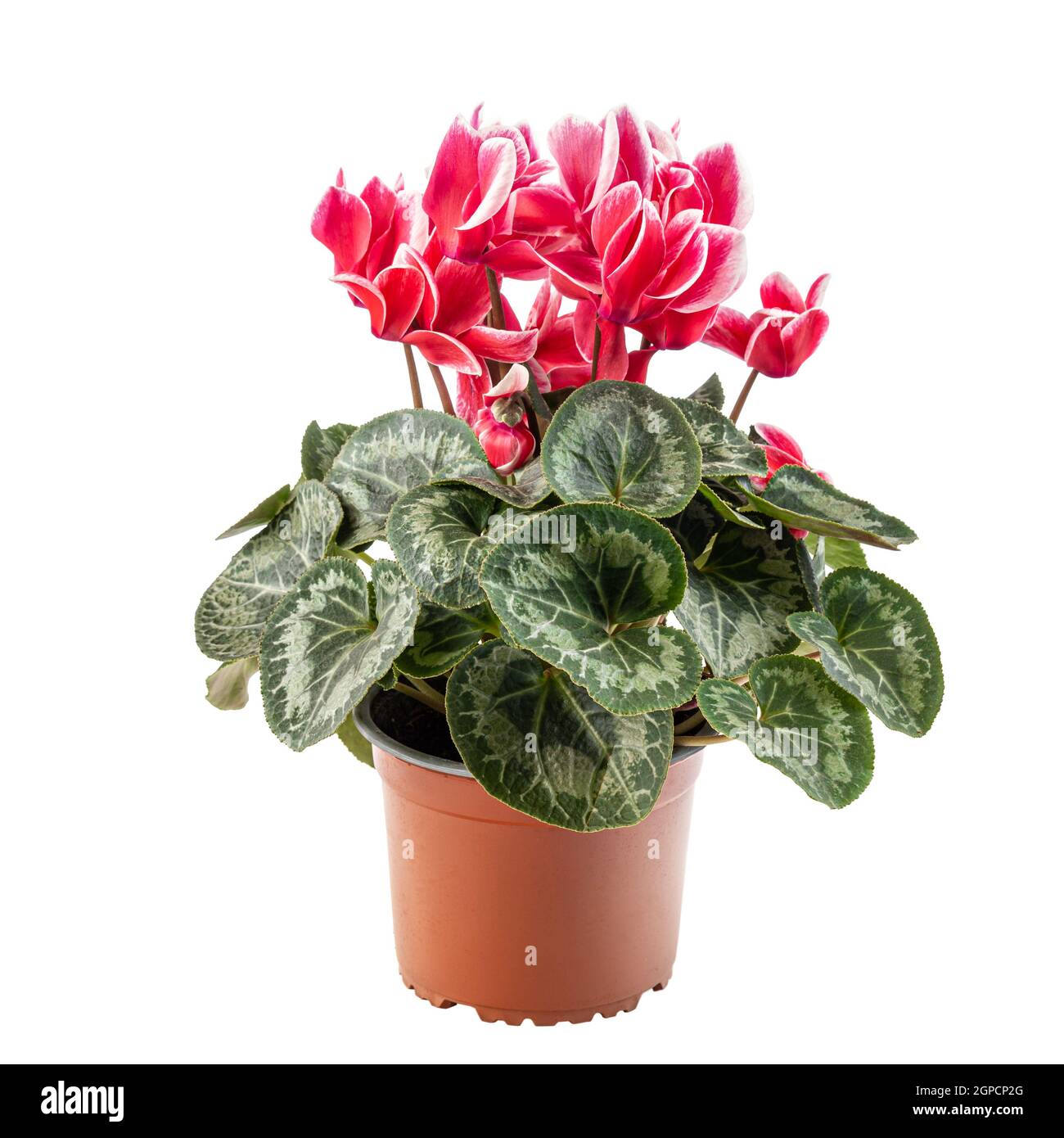 Bright red and white cyclamen flowers in pot on white background Stock ...