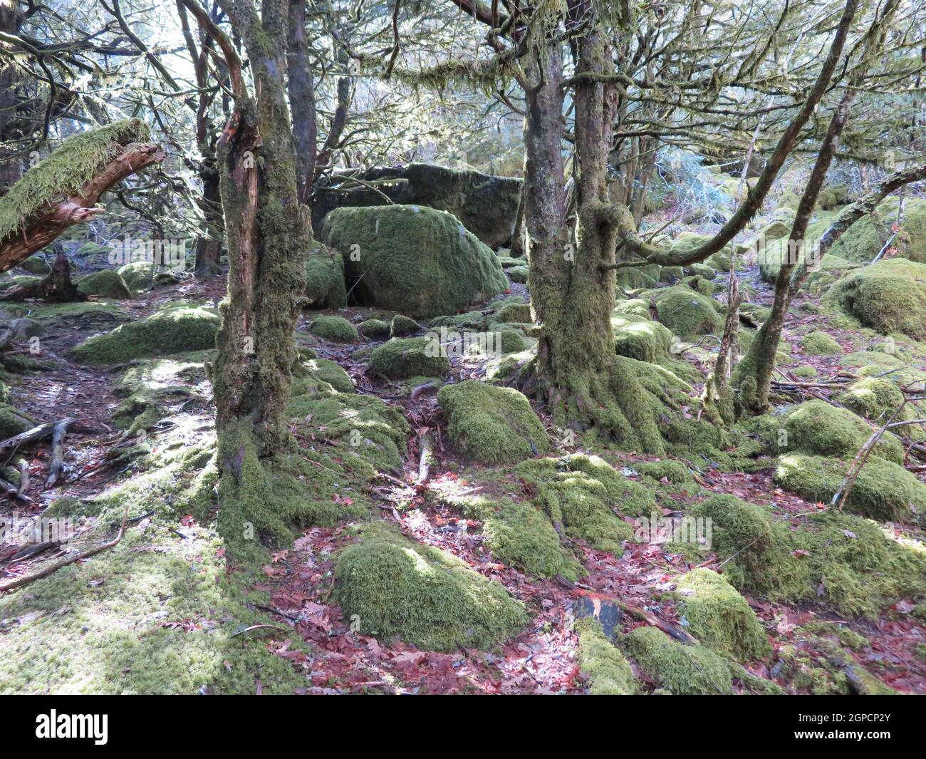 beautiful forest of trees rivers waterfalls water green moss moisture ...