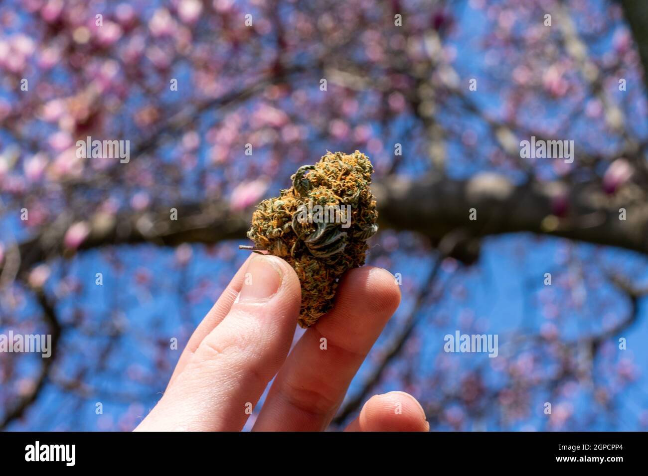 A Hand Holding Up a Green and Orange Cannabis Nug With a Pink Cherry ...