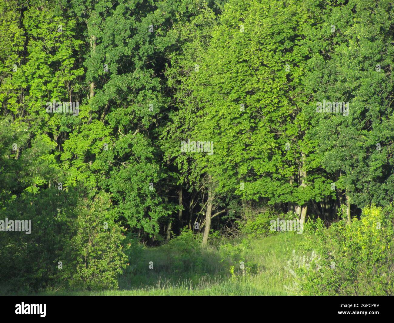 bright green trees with lush foliage Stock Photo - Alamy