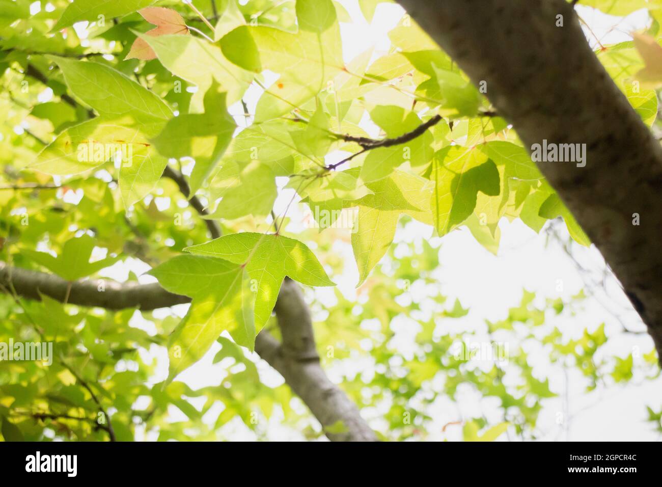 Phoho hi-res stock photography and images - Alamy