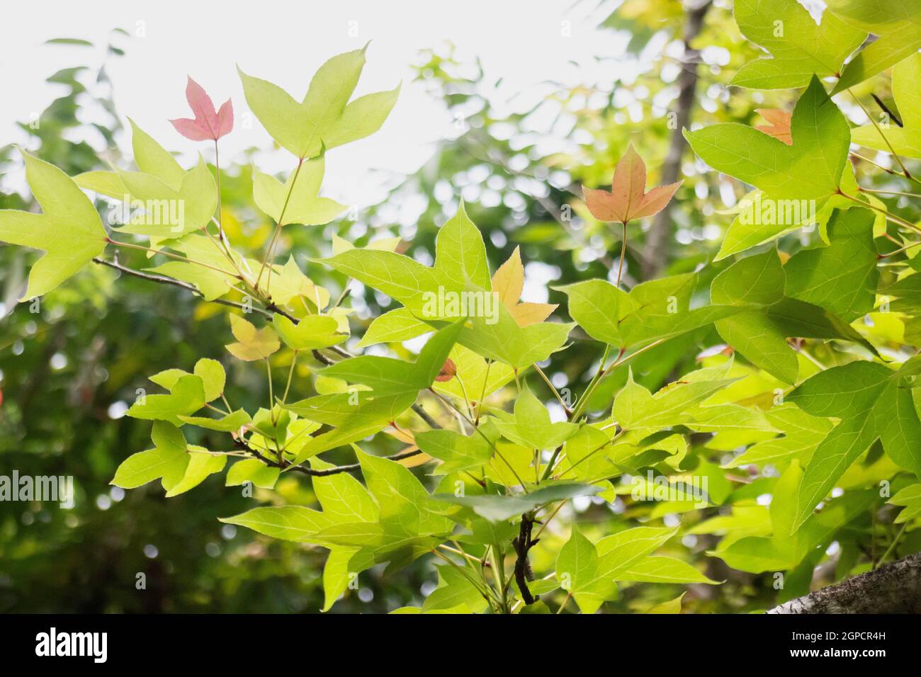 Phoho hi-res stock photography and images - Alamy