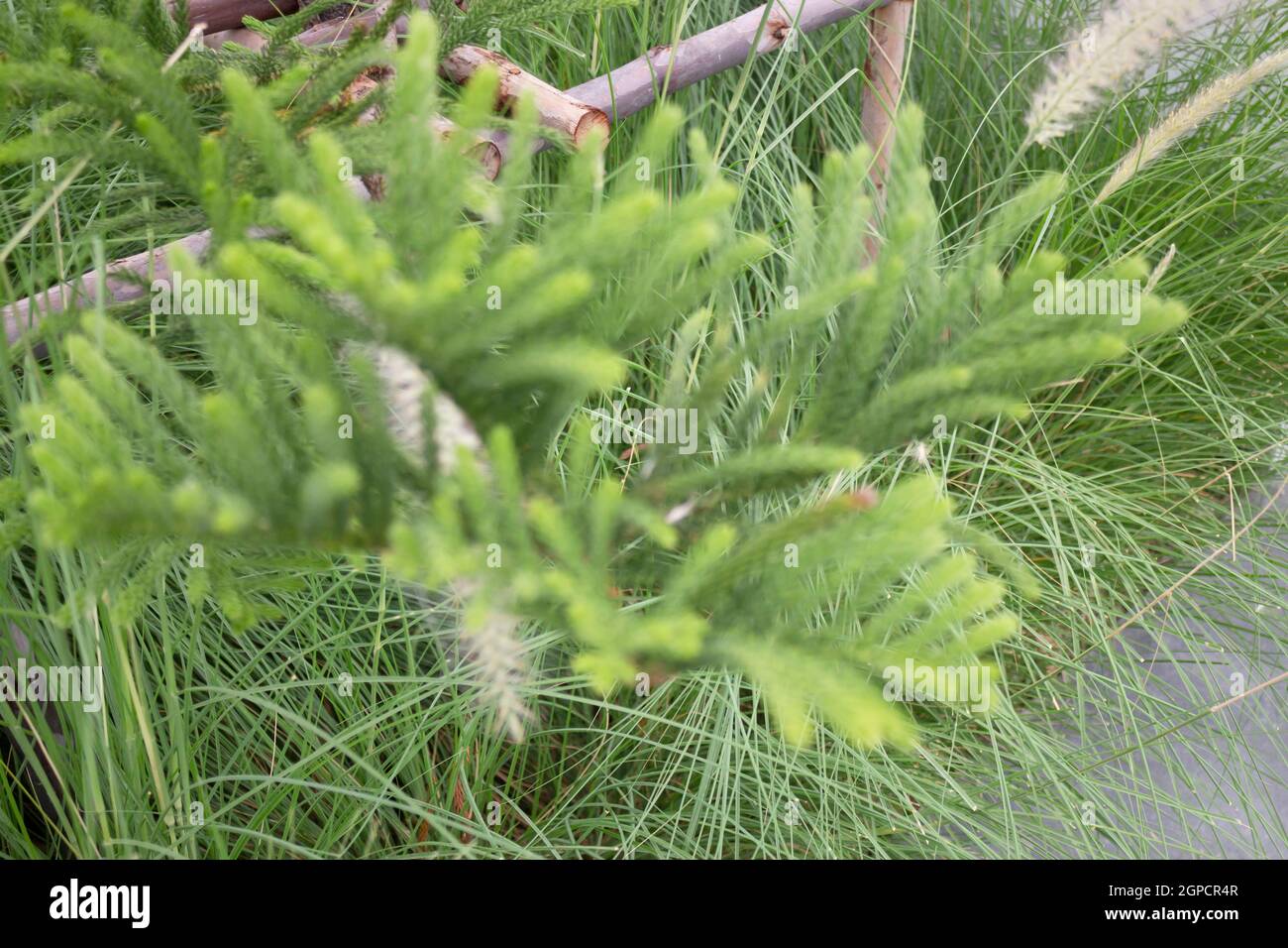 Green small leaves of conifer branch in lush garden, stock photo Stock ...