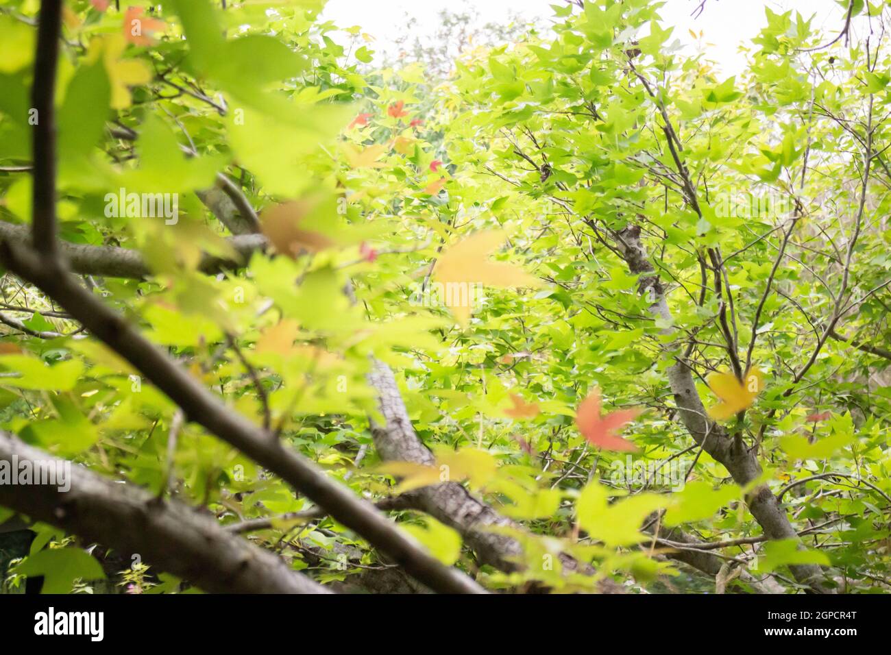 Phoho hi-res stock photography and images - Alamy