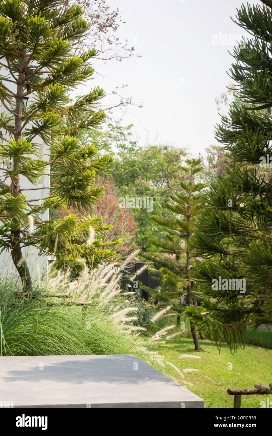 Green small leaves of conifer branch in lush garden, stock photo Stock ...