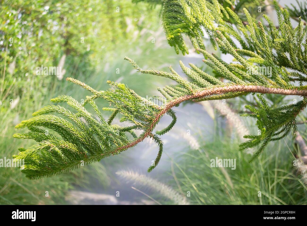 Green small leaves of conifer branch in lush garden, stock photo Stock ...