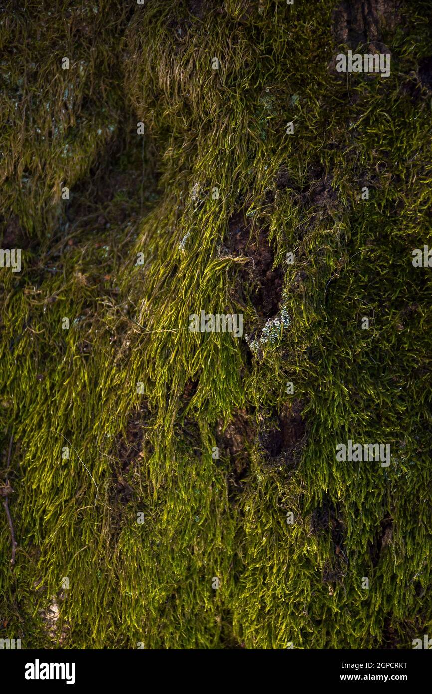 nature texture of green moss on the tree Stock Photo - Alamy