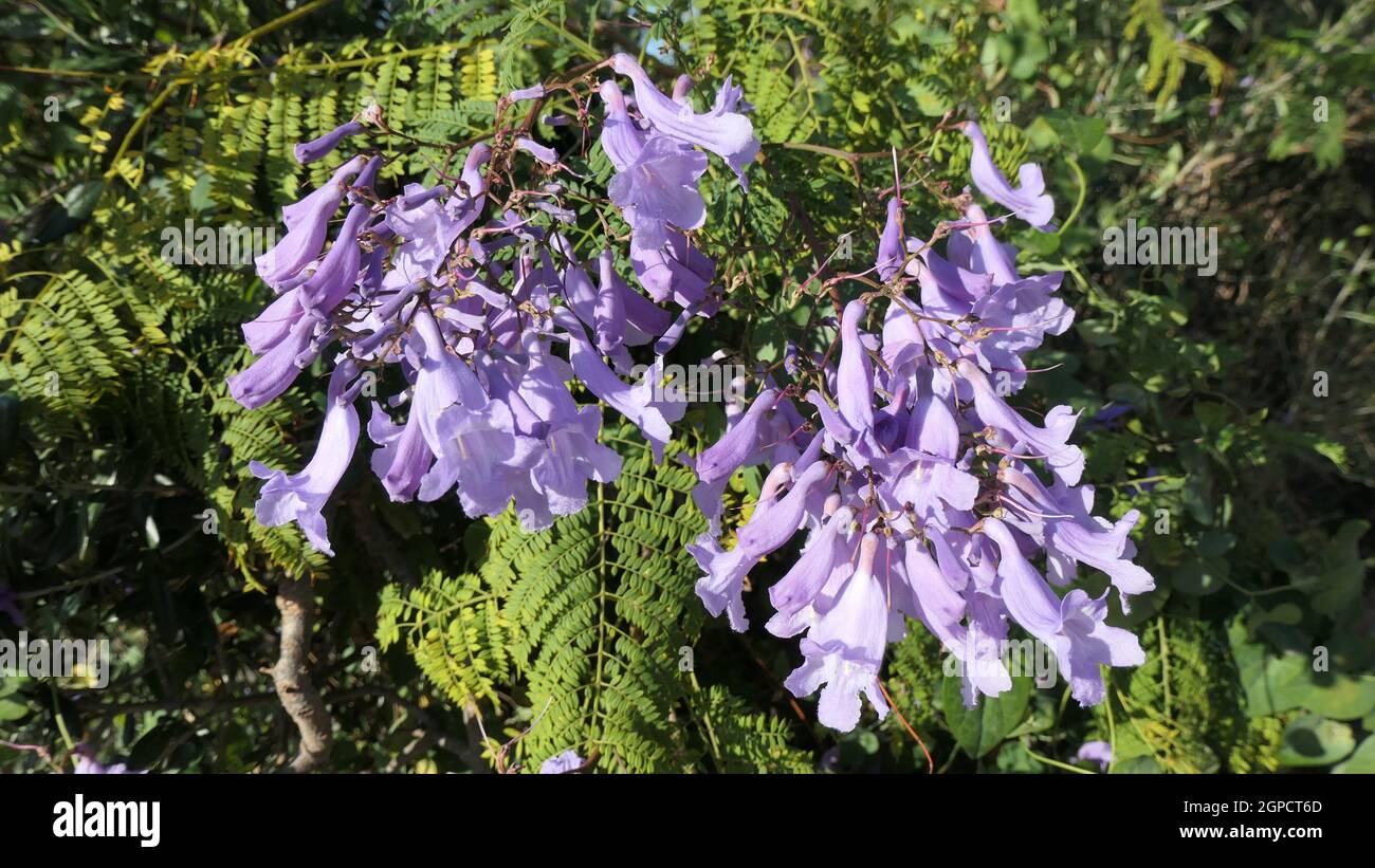 Jacaranda tree in full blossoms and flowers in Andalusian countryside ...