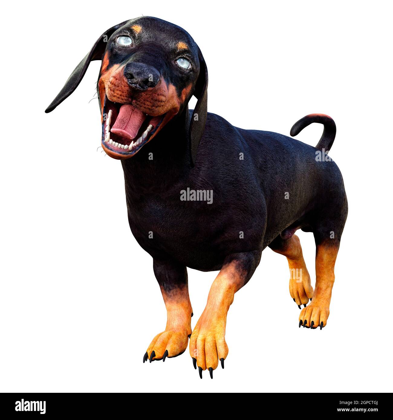3D rendering of a dachshund or badger dog or sausage dog isolated on ...