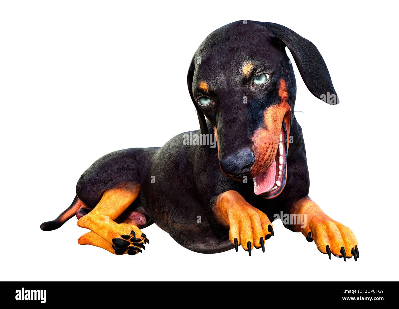 3D rendering of a dachshund or badger dog or sausage dog isolated on ...