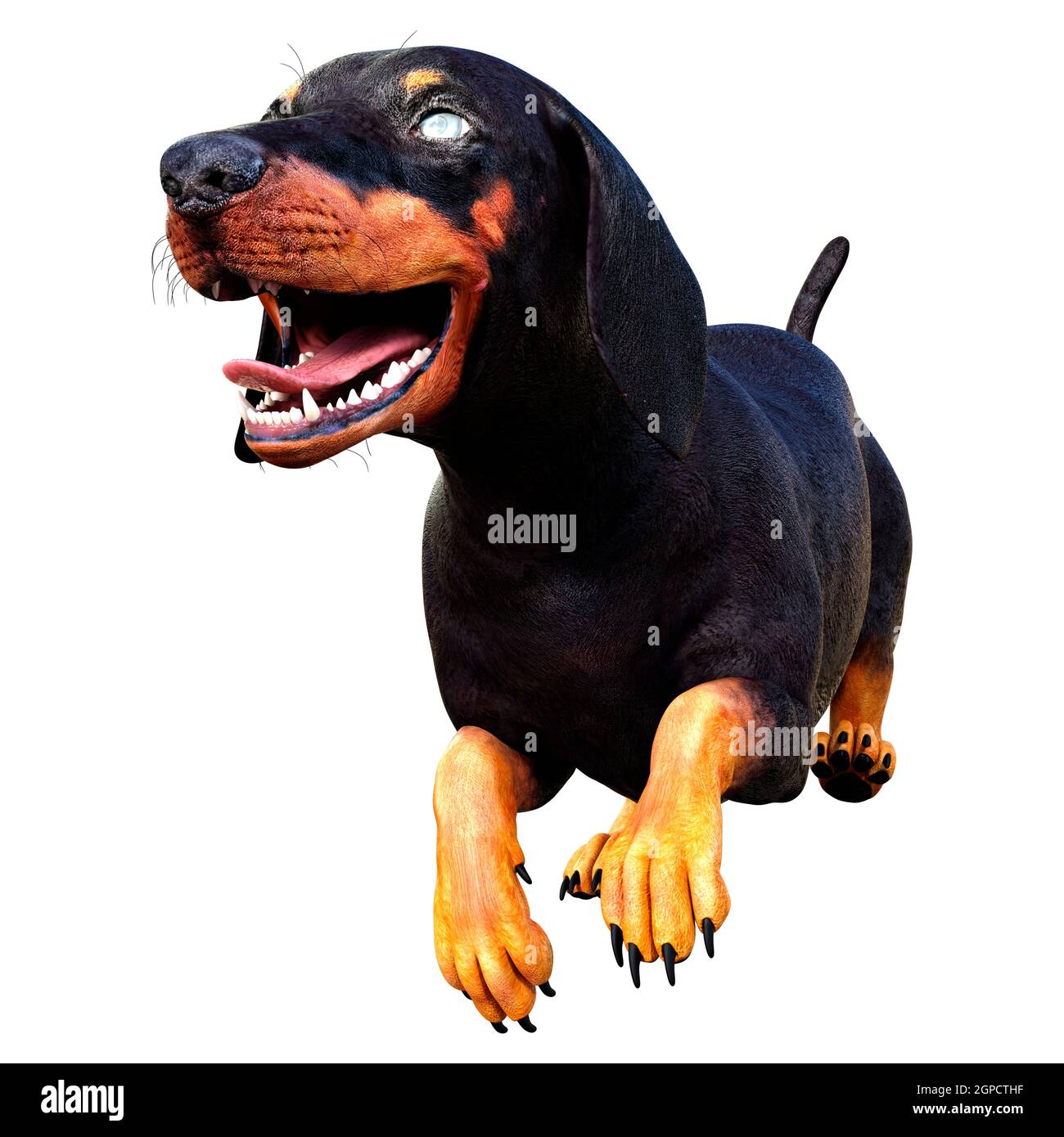 3D rendering of a dachshund or badger dog or sausage dog isolated on ...
