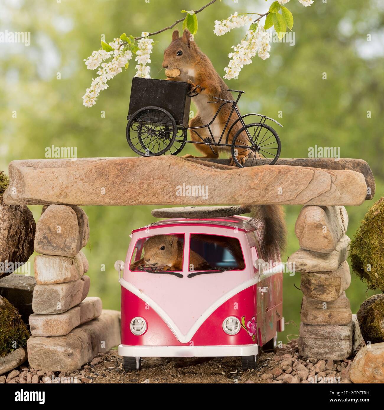 red squirrels sitting in a camping bus and another above Stock Photo ...