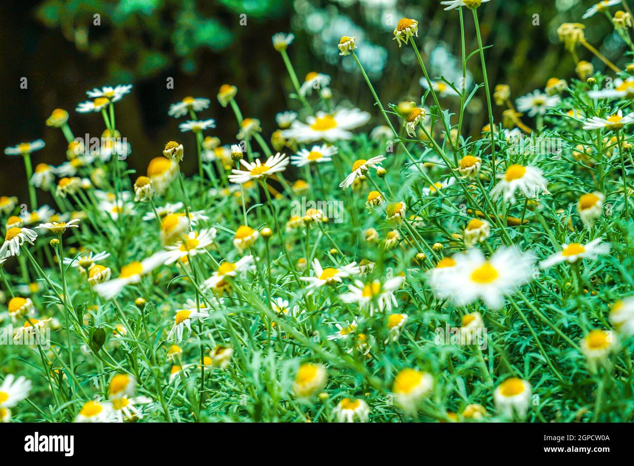 Daisy margaret hi-res stock photography and images - Alamy