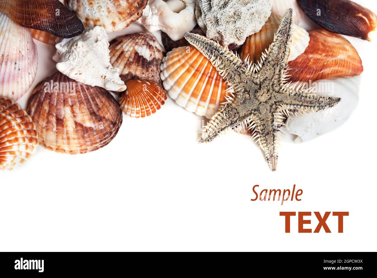Frame made of various seashells and starfish Stock Photo - Alamy