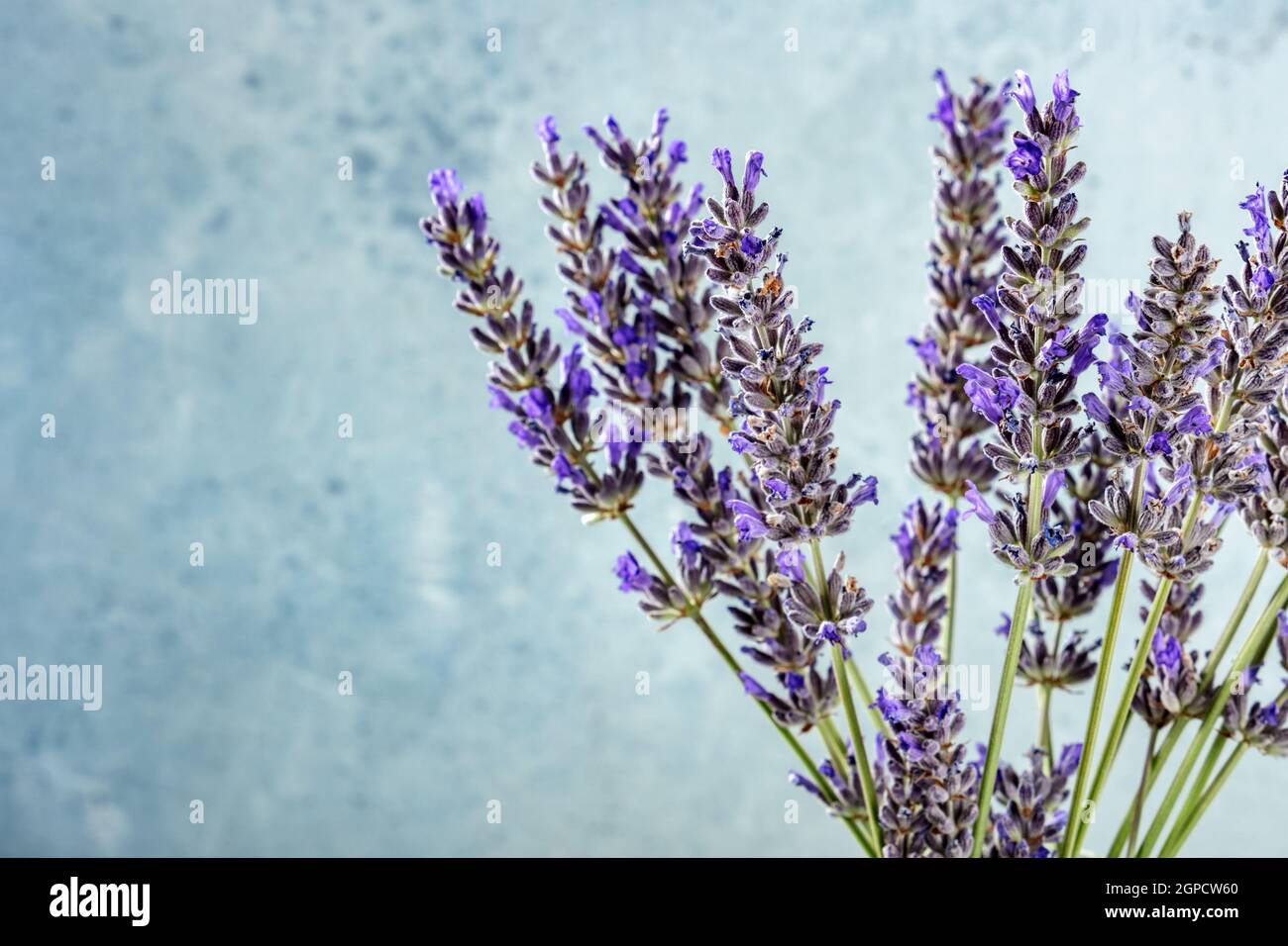 Lavender flower bouquet on a blue background with copy space, a bunch ...