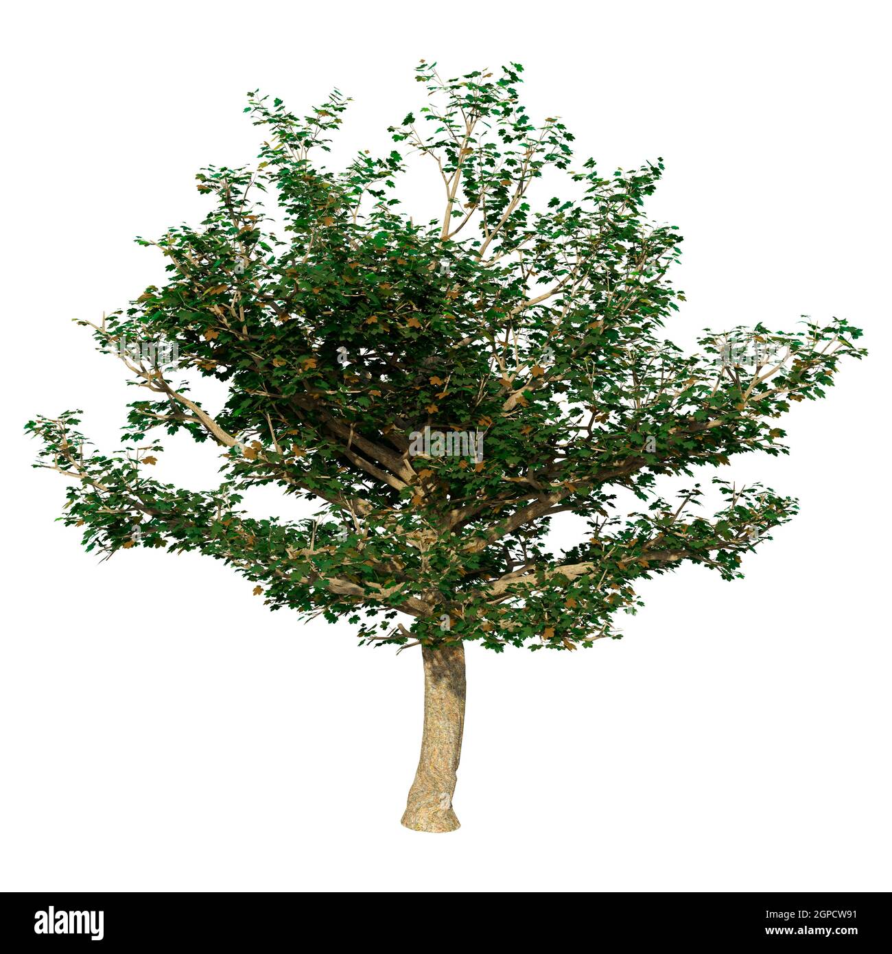 3D rendering of a sycamore tree or Platanus occidentalis isolated on ...