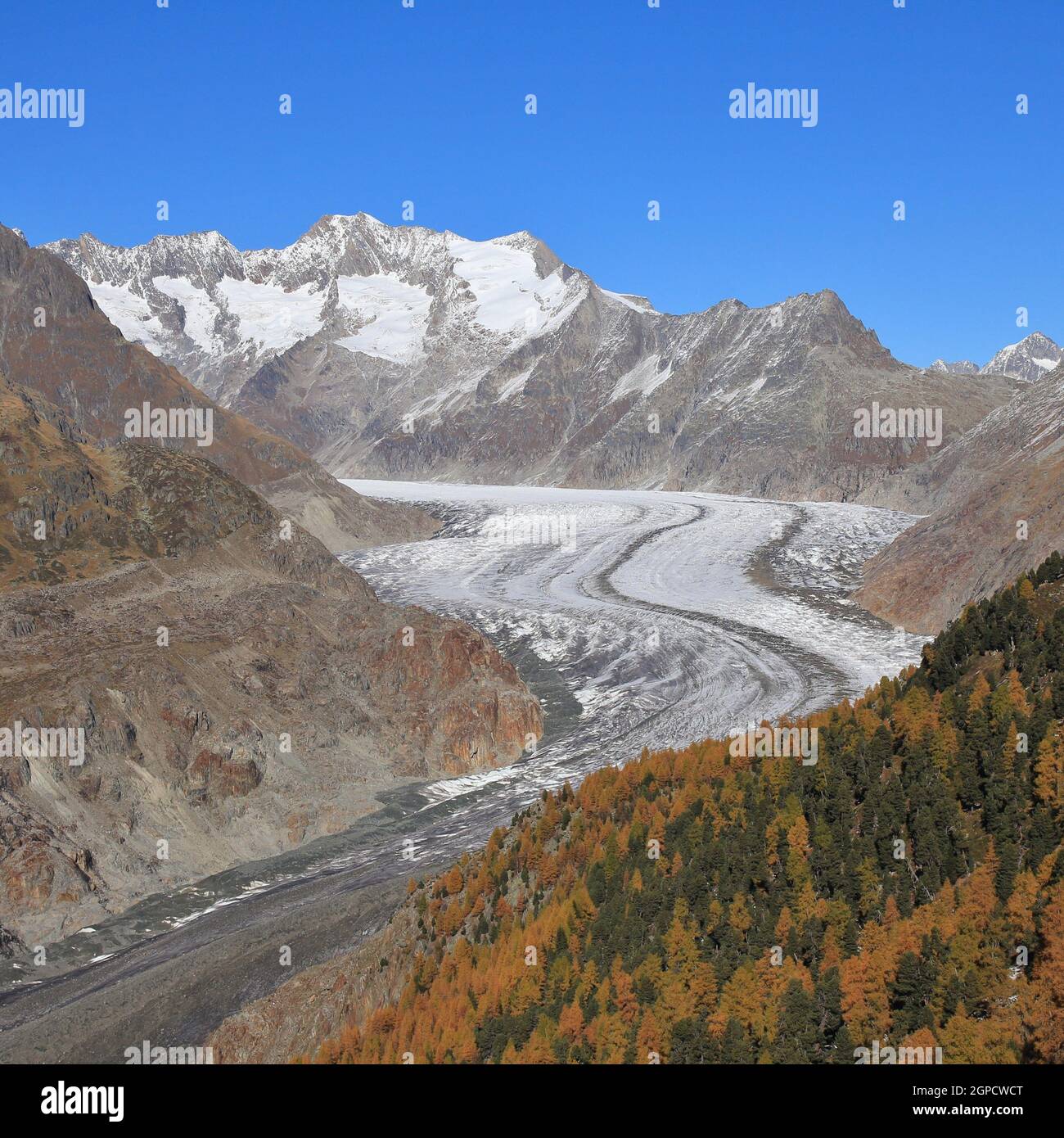 Curved Aletsch Glacier and golden larch forest Stock Photo - Alamy