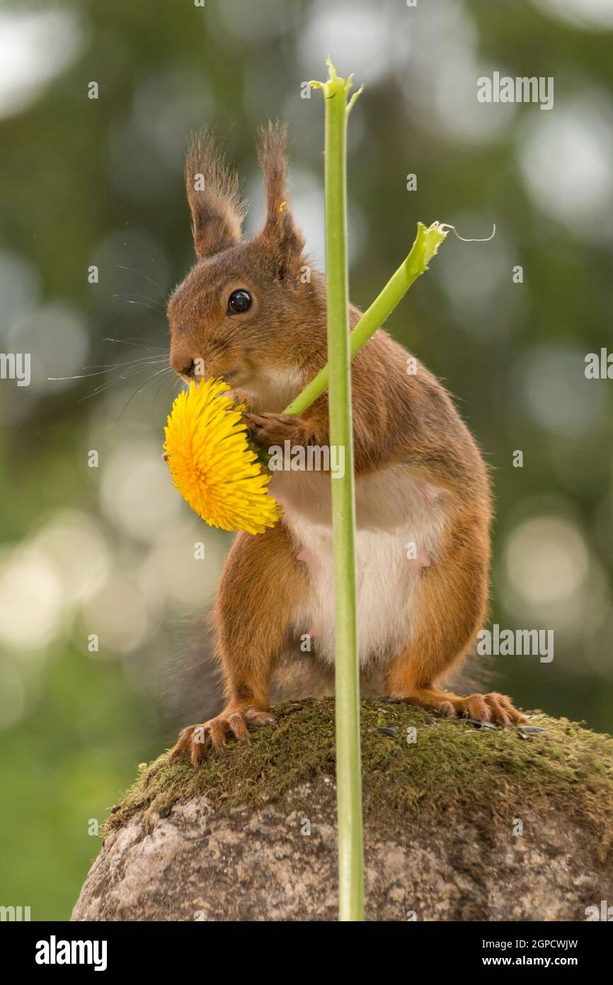 Squirrel hands up hi-res stock photography and images - Alamy