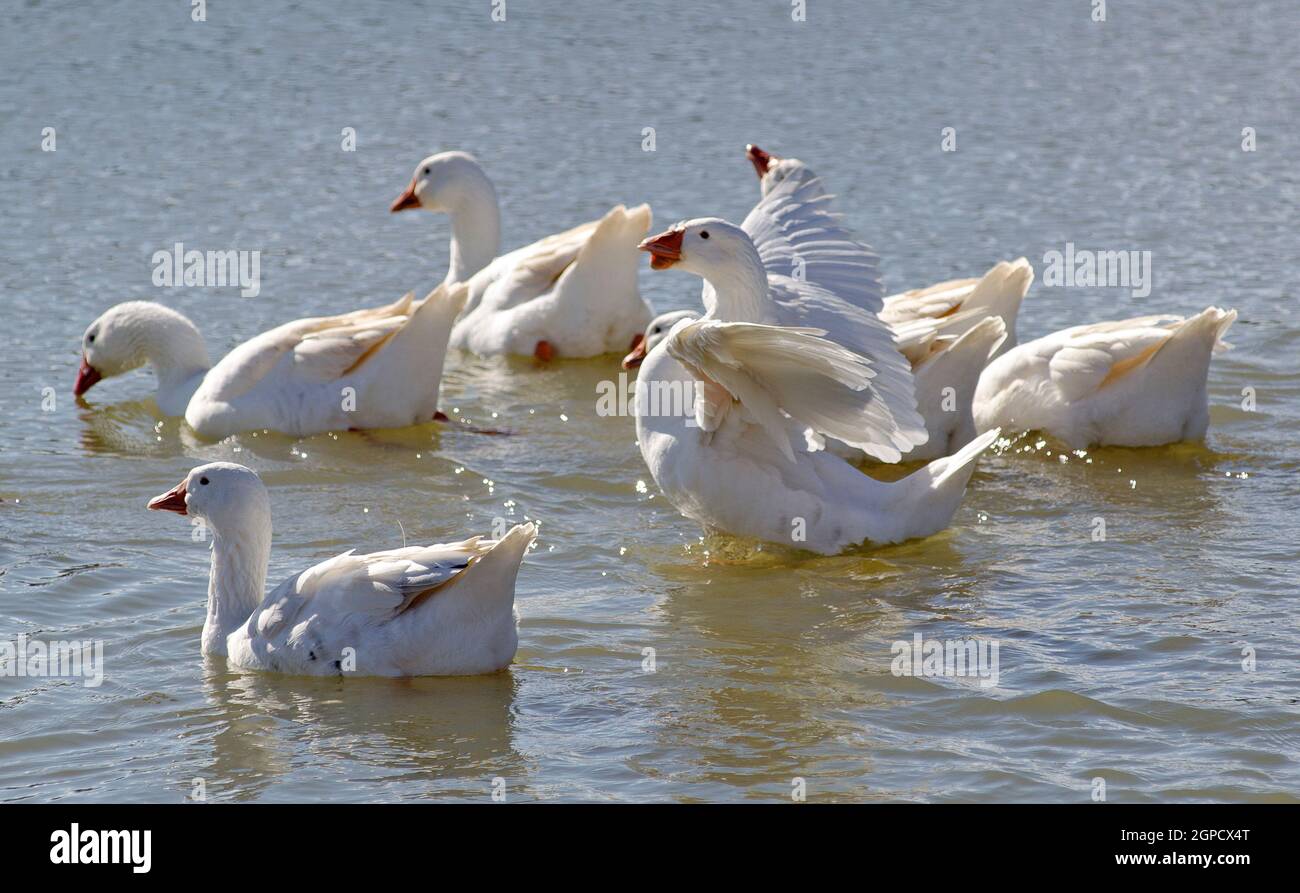 Gander of geese, on farm dam in the country Stock Photo - Alamy